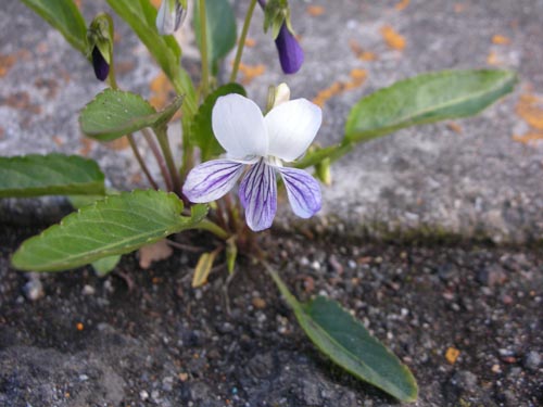 シロガネスミレ